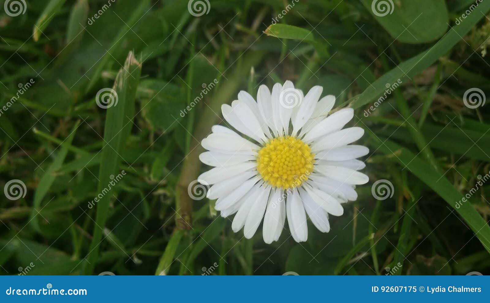 Daisy Divine stock image. Image of birdeyeview, flower - 92607175