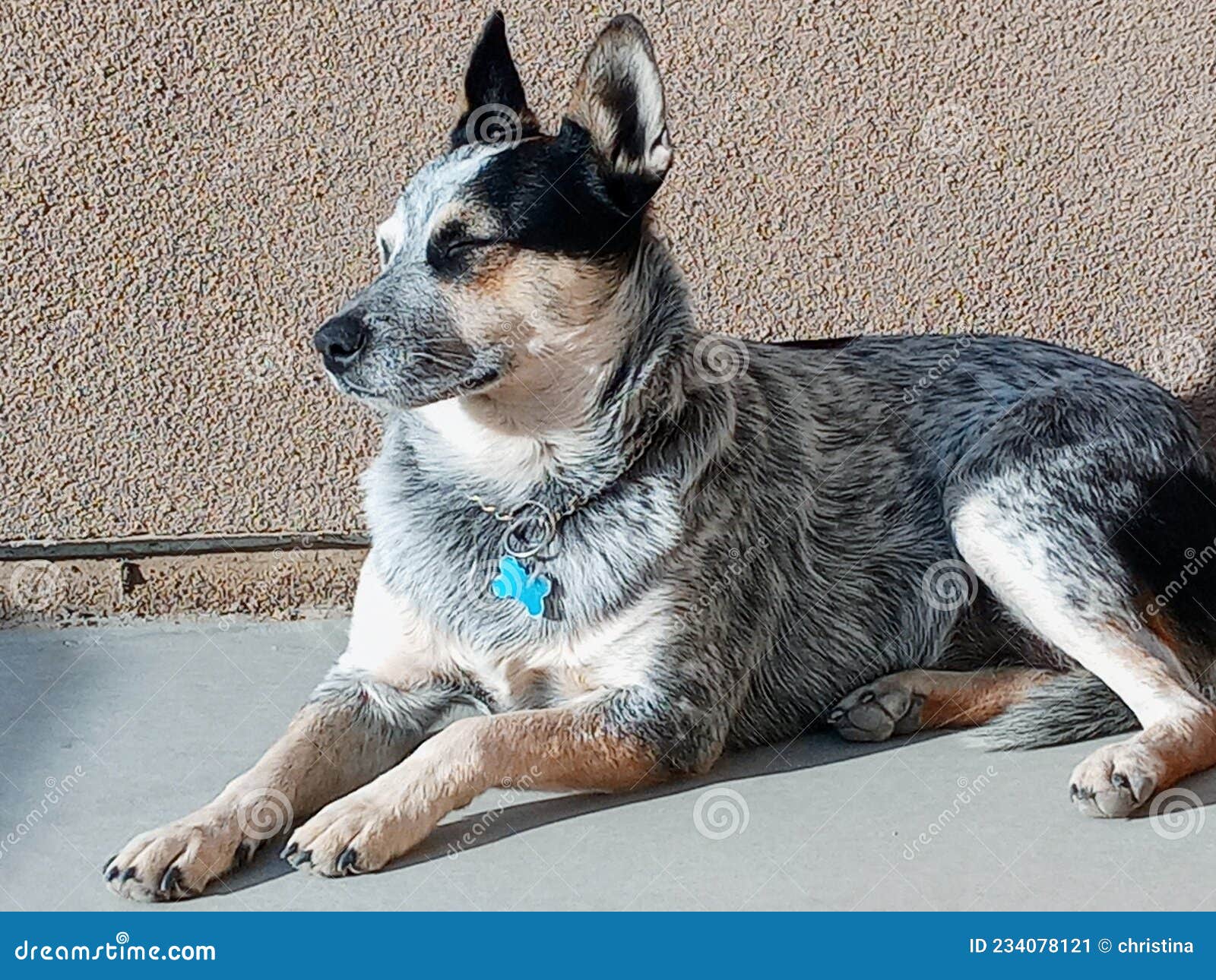 Daisy the dog stock image. Image of puppy, carnivore - 234078121