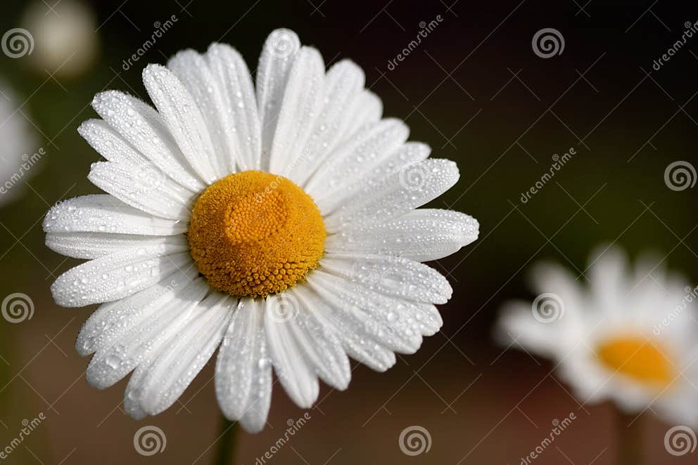 Daisy Dream stock photo. Image of pollen, closeup, garden - 2114372