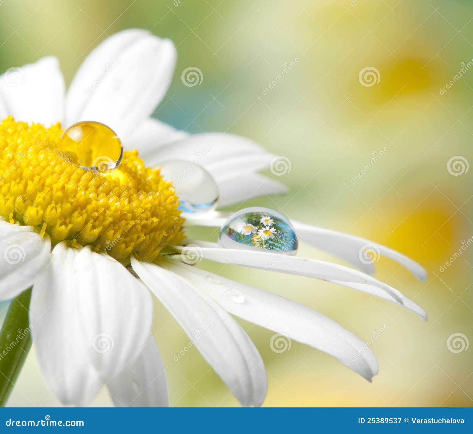 Daisy with drop stock image. Image of daisy, copy, droplet - 25389537