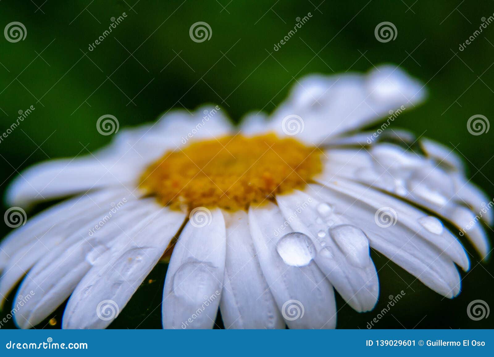 Daisy with drops stock image. Image of liquid, beautiful - 139029601