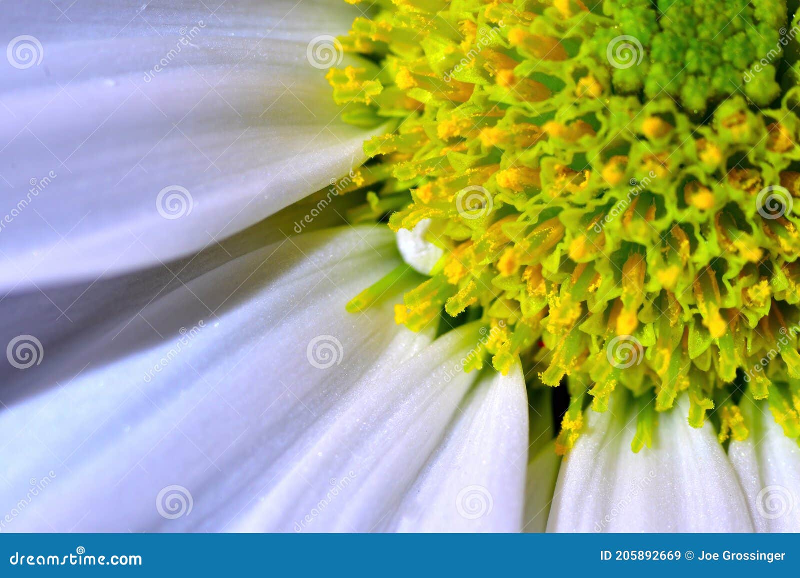 Daisy Eye Very High Magnification Stock Image - Image of botanical ...