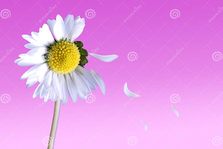 Daisy with falling petals stock image. Image of floating - 4160653