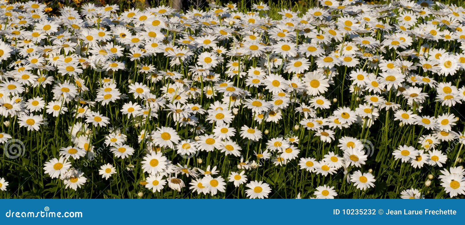Daisy field stock photo. Image of background, floral - 10235232