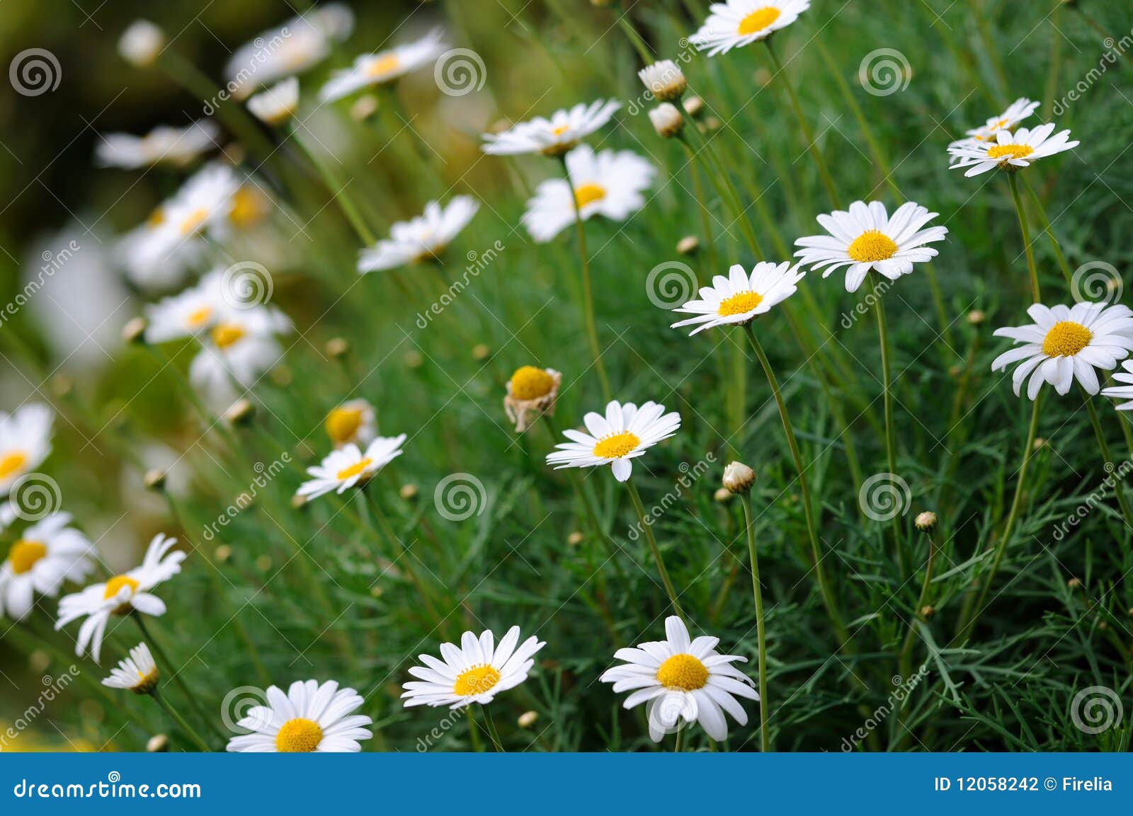 Daisy field stock photo. Image of chamomile, meadow, herb - 12058242