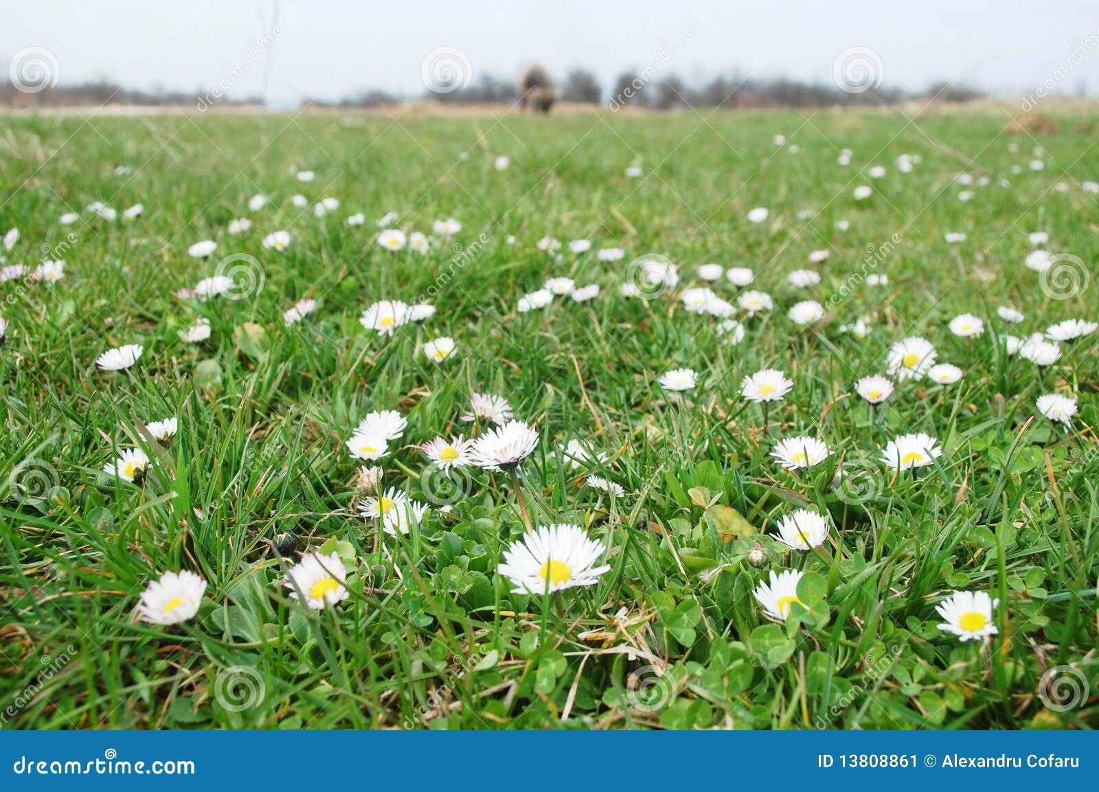 Daisy field stock image. Image of close, blooming, chamomiles - 13808861