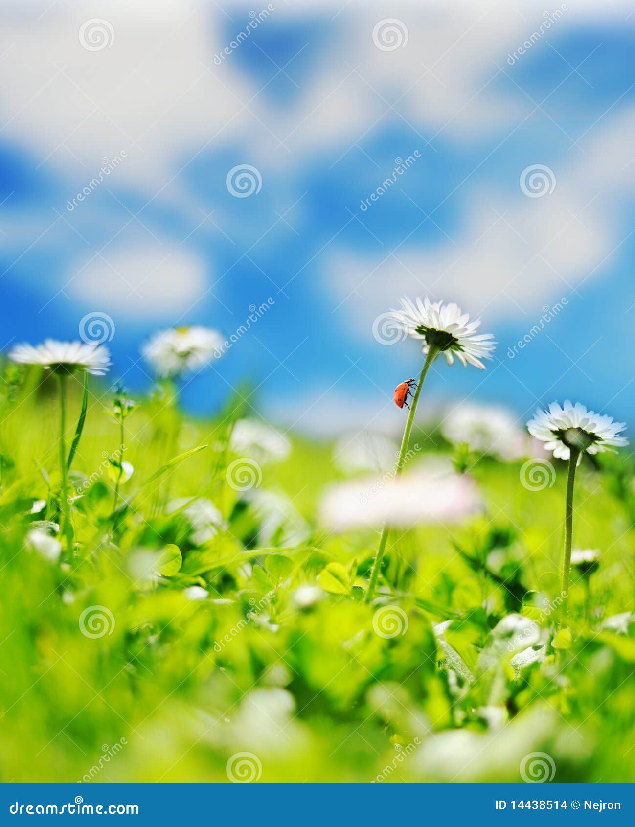 Daisy field stock photo. Image of bloom, nature, beauty - 14438514