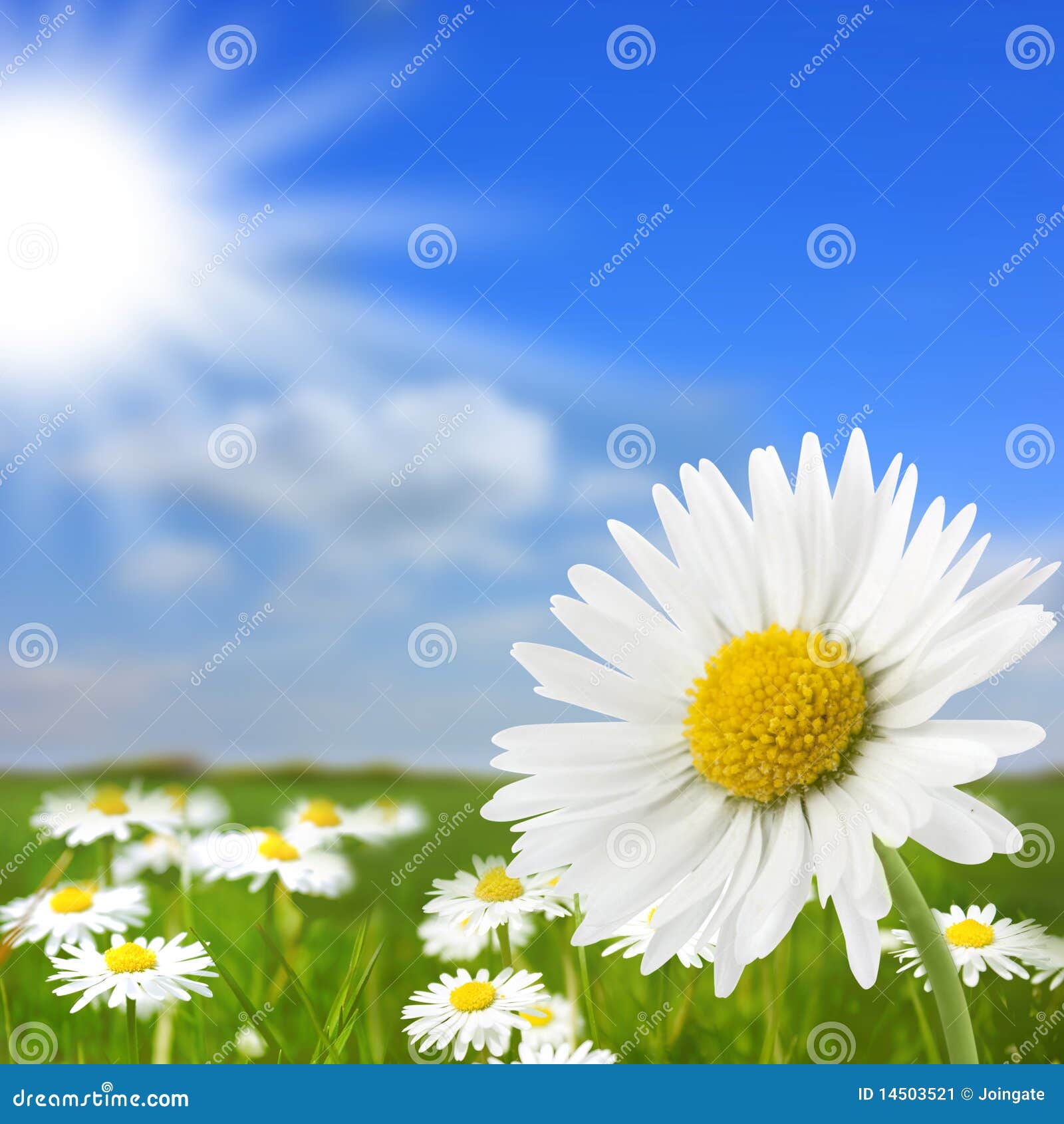 Daisy field stock image. Image of growing, meadow, green - 14503521
