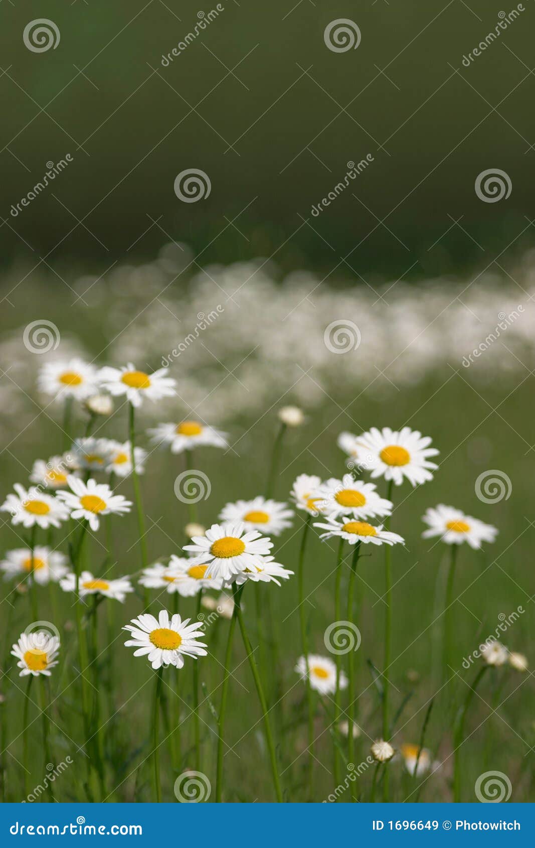 Daisy field stock image. Image of lovely, daisies, field - 1696649