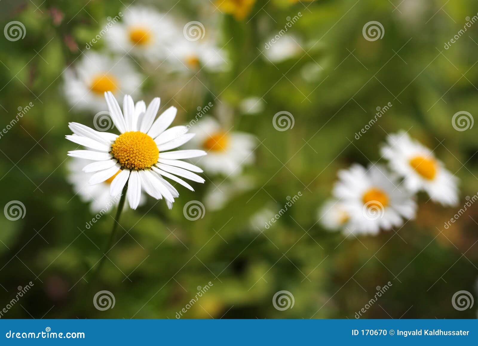 Daisy Field stock photo. Image of contrast, light, grow - 170670