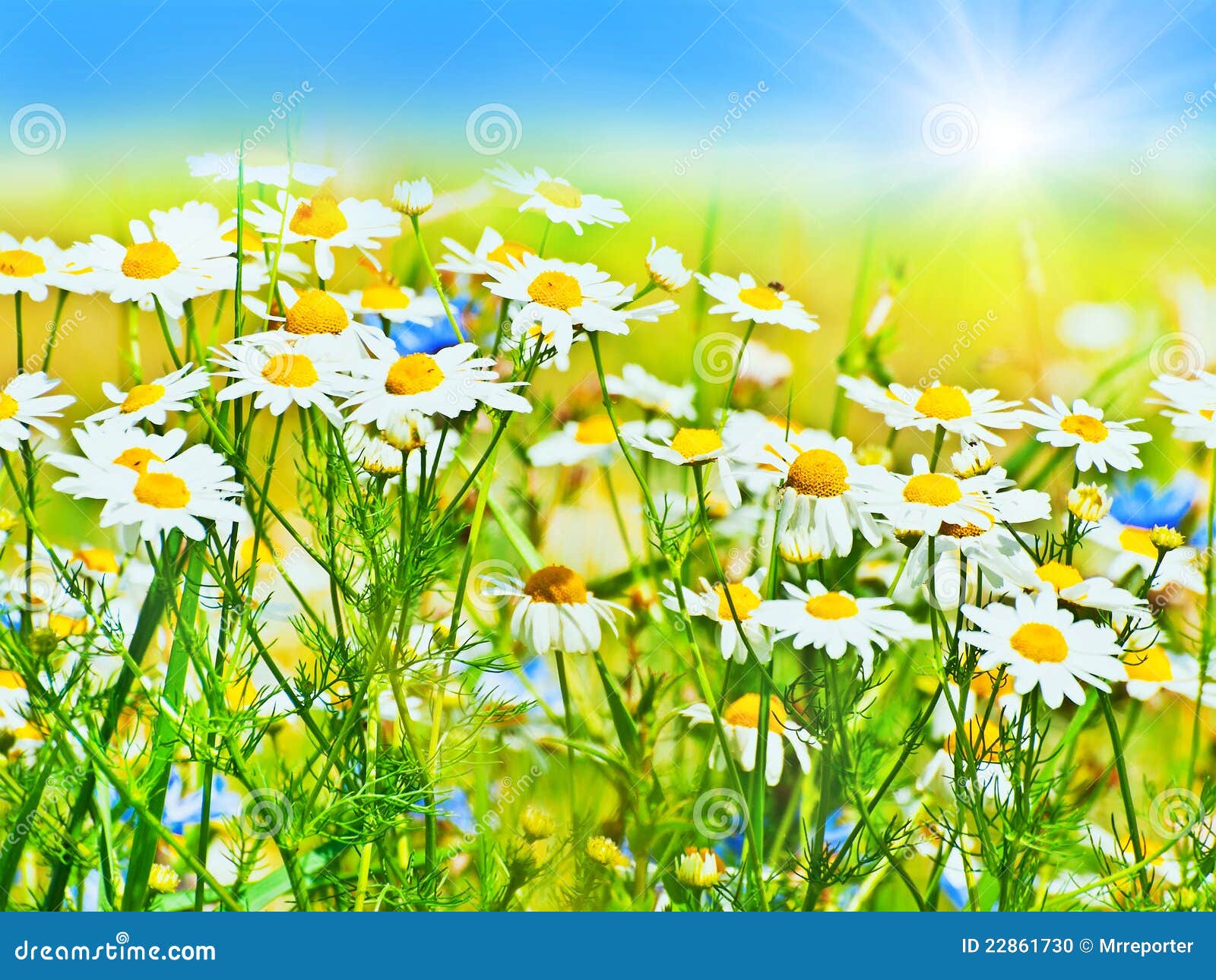 Daisy field stock photo. Image of flower, outdoor, idyllic - 22861730