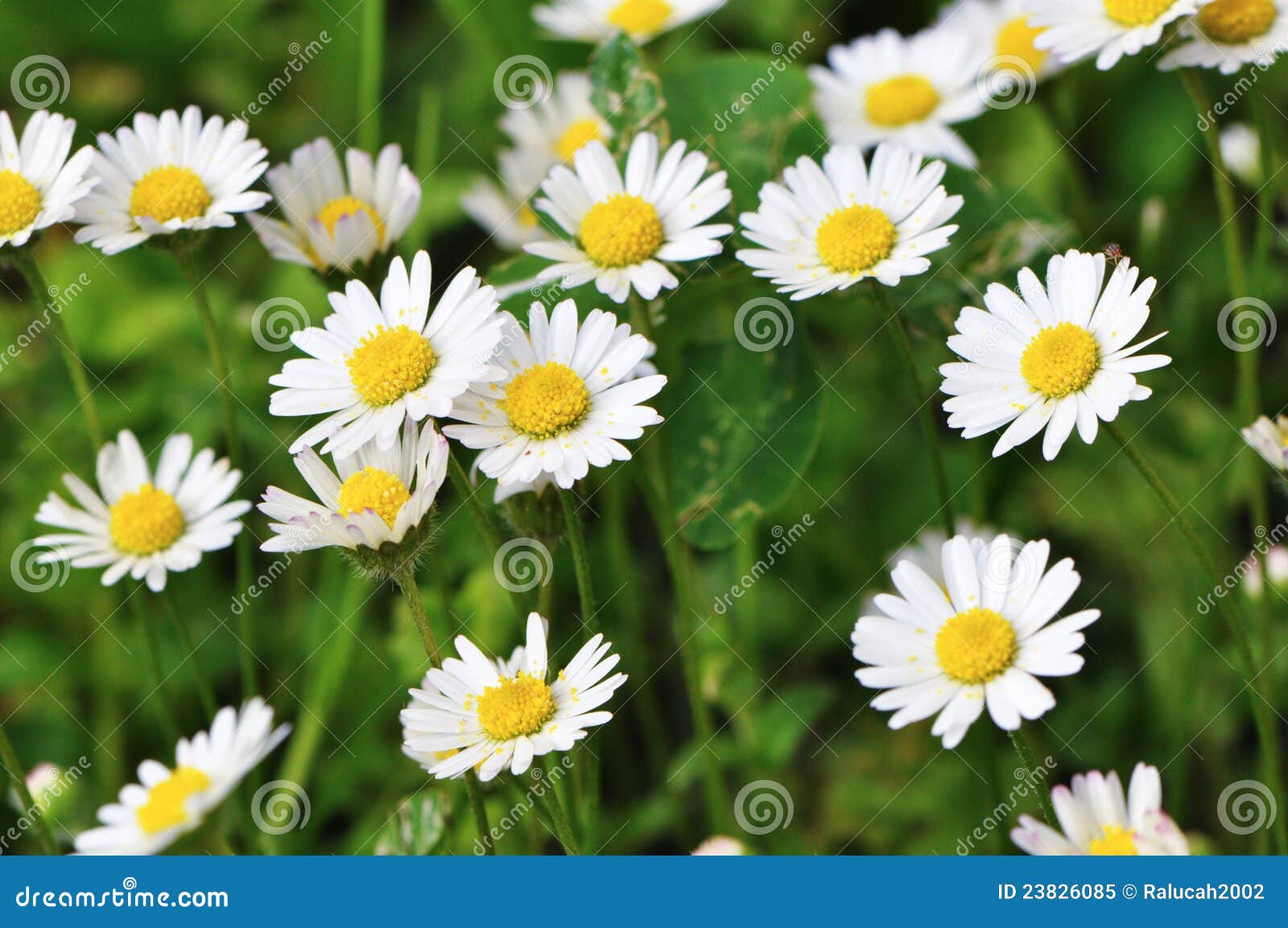 Daisy field stock image. Image of meadow, freshness, outdoor - 23826085