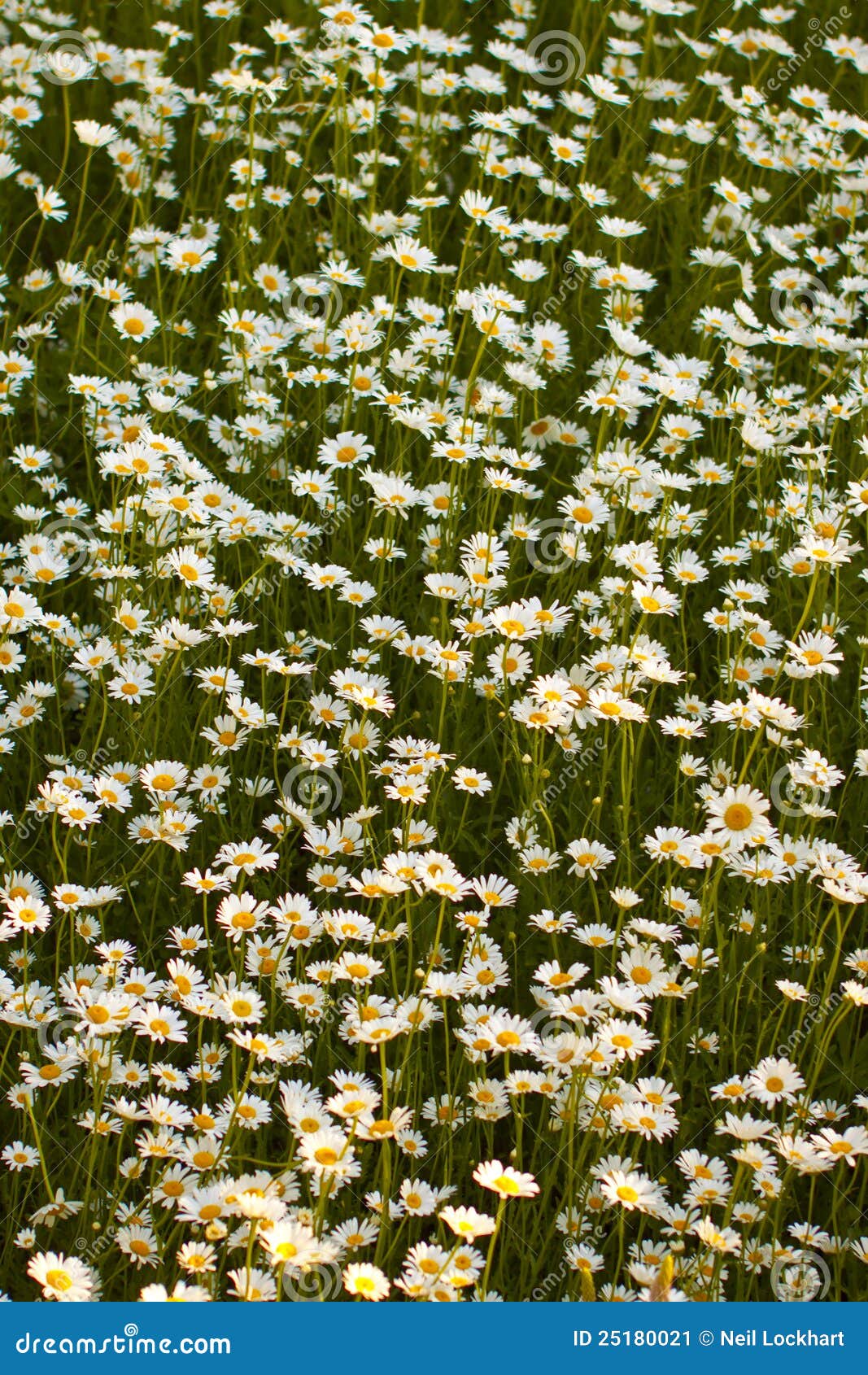 Daisy Field stock image. Image of flower, filled, botanical - 25180021