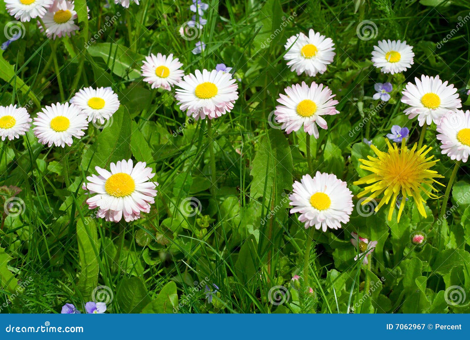 Daisy field stock image. Image of herb, color, dandelion - 7062967