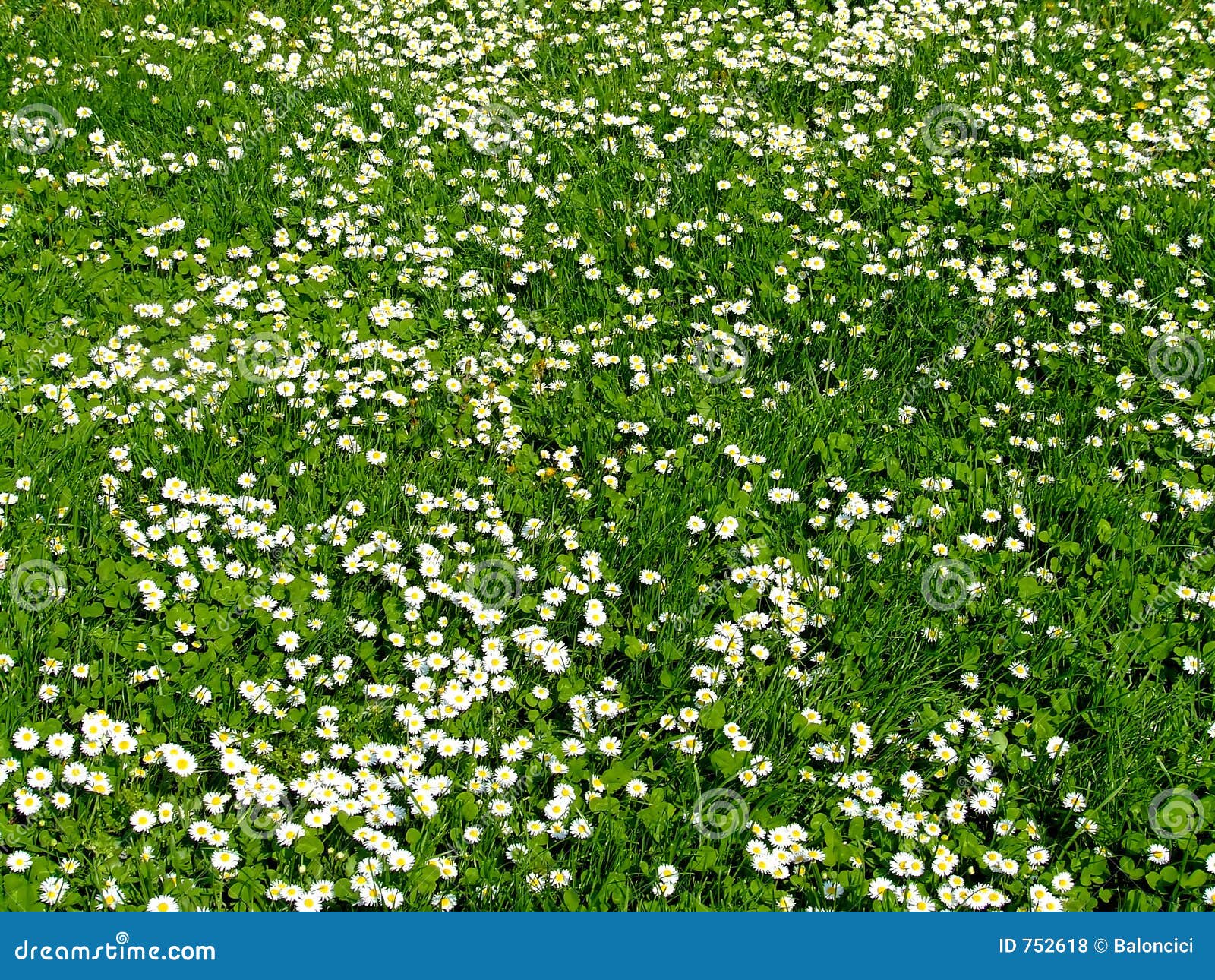 Daisy field stock photo. Image of flower, grass, green - 752618