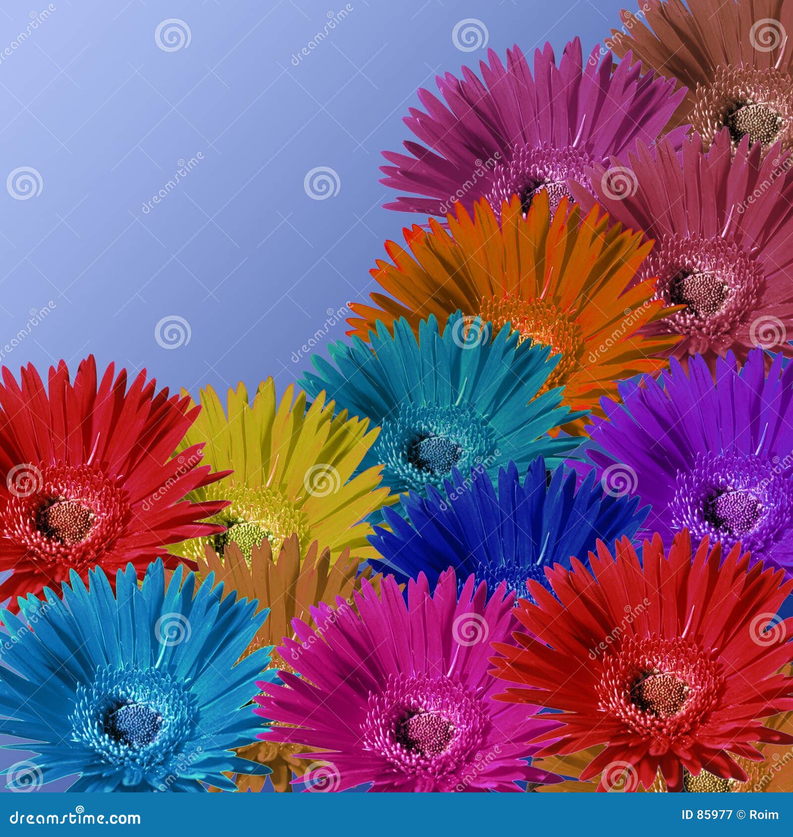 Daisy Field stock image. Image of multycolor, multiples - 85977
