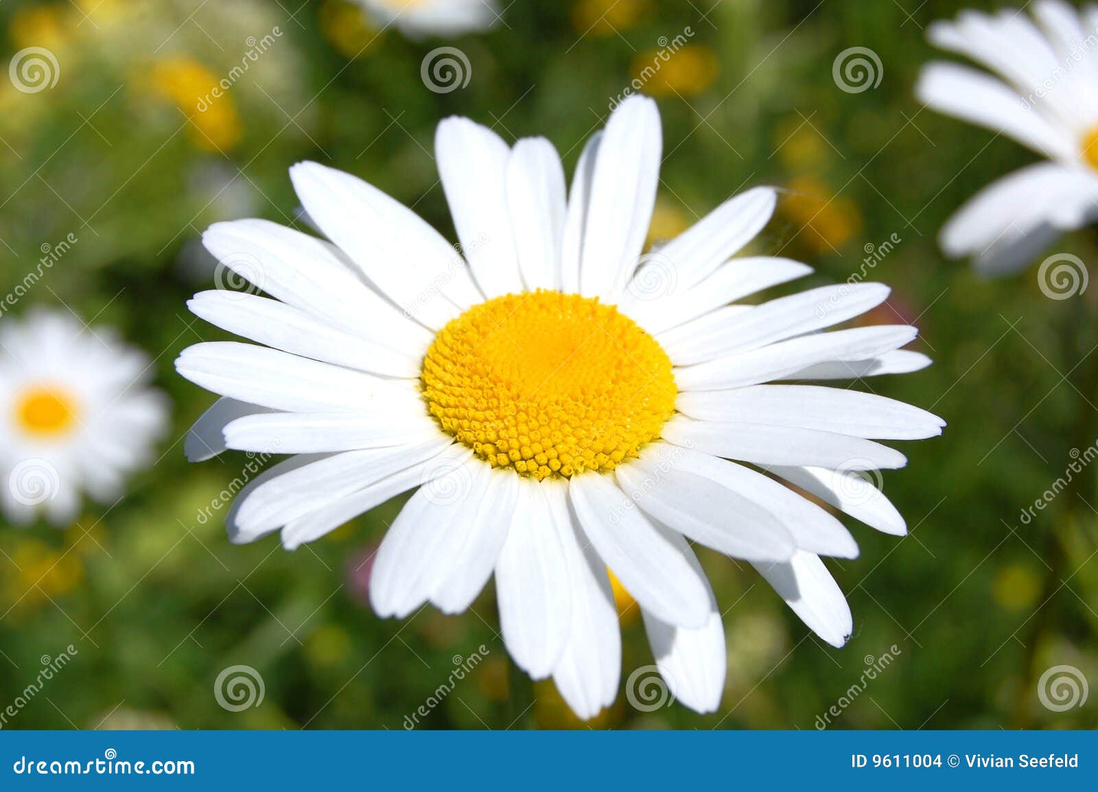 Daisy on a field stock photo. Image of background, nature - 9611004