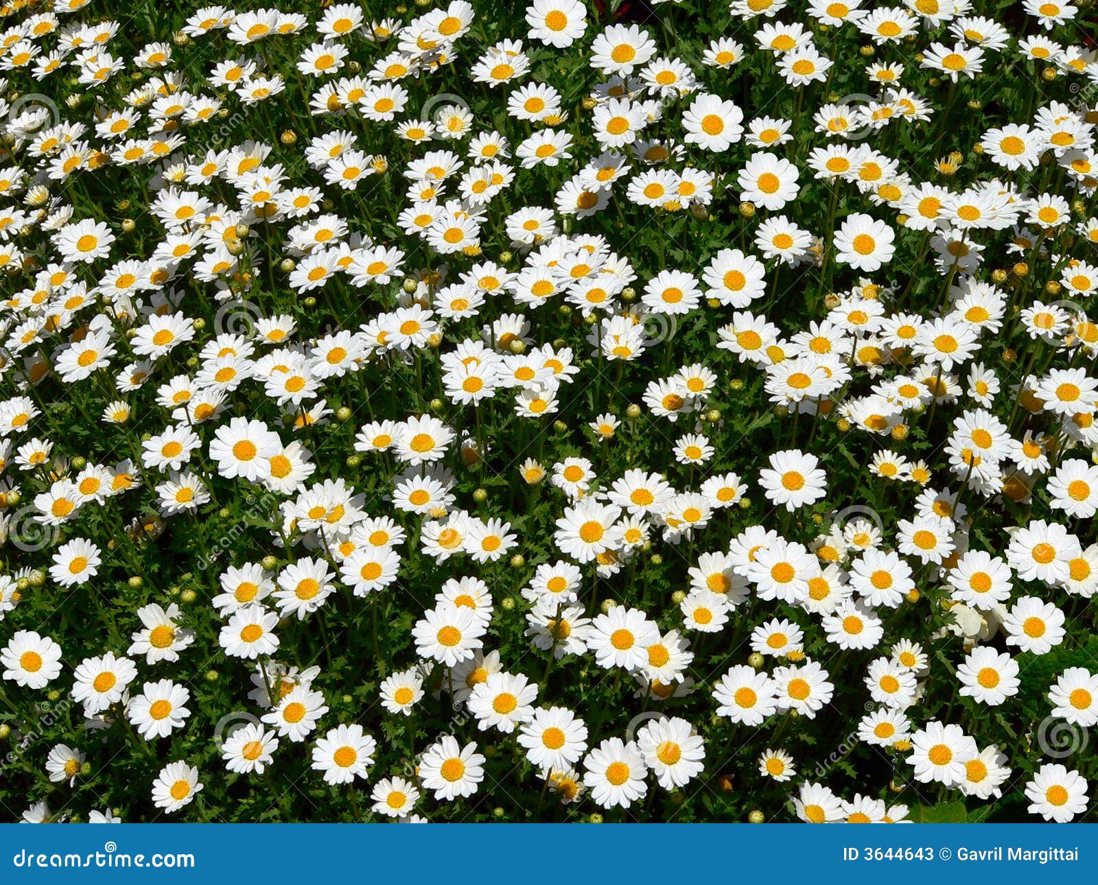 Daisy Field (Bellis Perennis) Stock Image - Image of yellow, white: 3644643