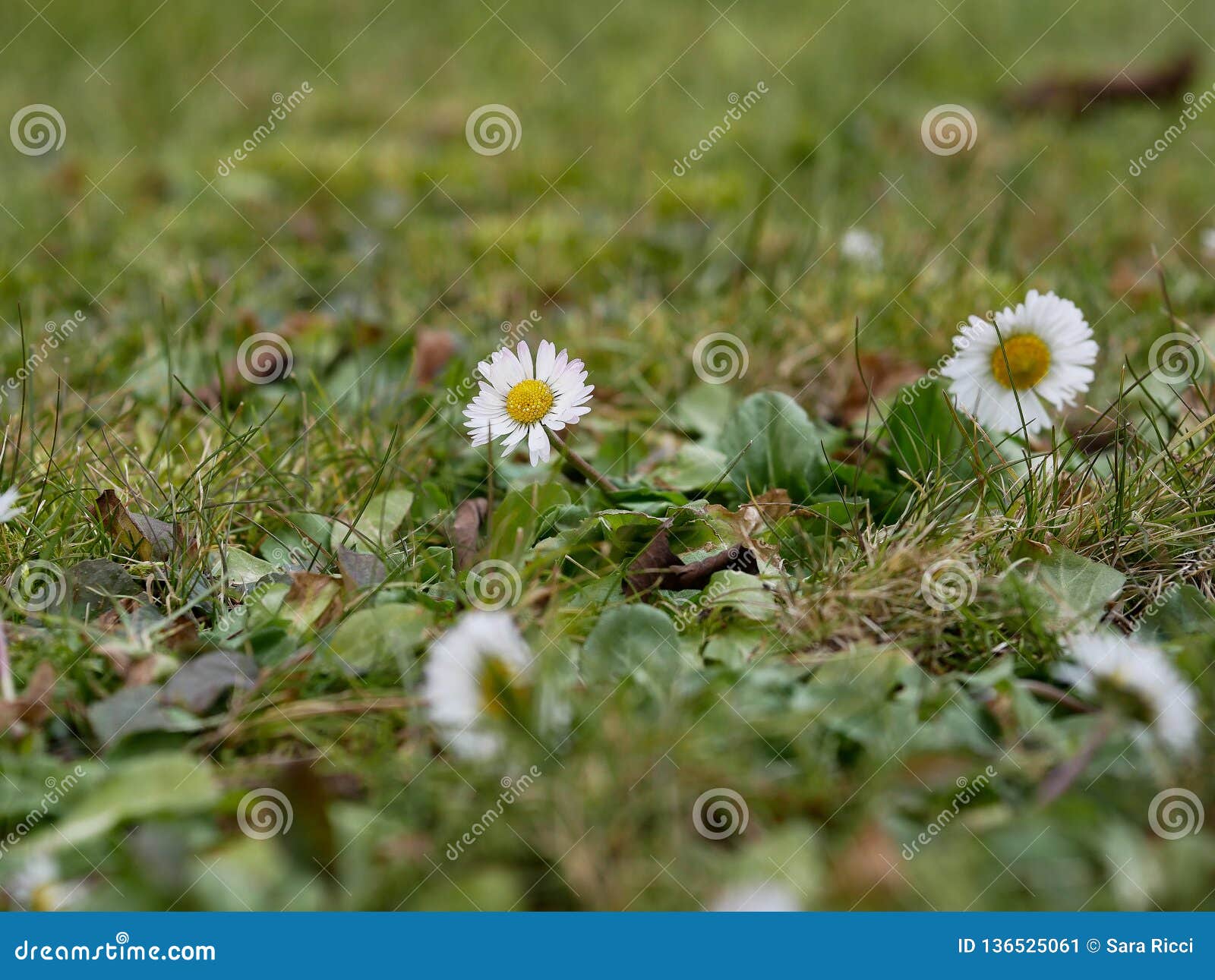Daisy in field stock image. Image of garden, closeup - 136525061