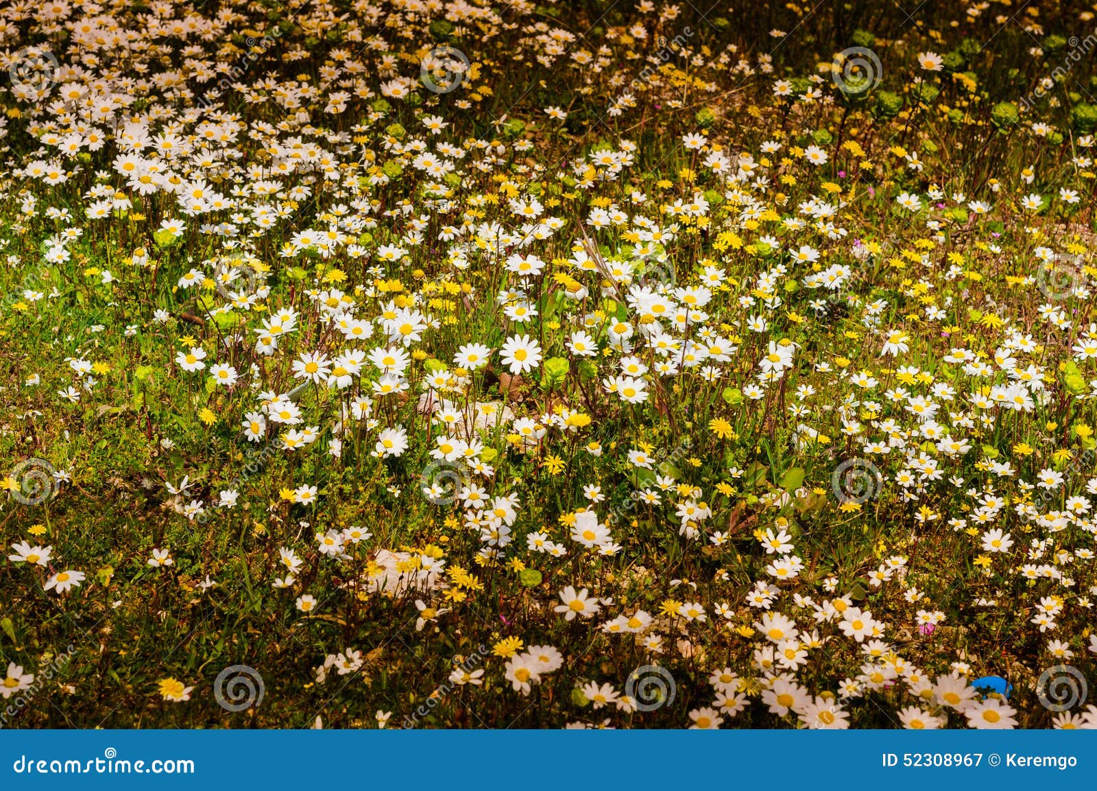 Daisy Field in a Day of Spring Stock Image - Image of mugla, rural ...