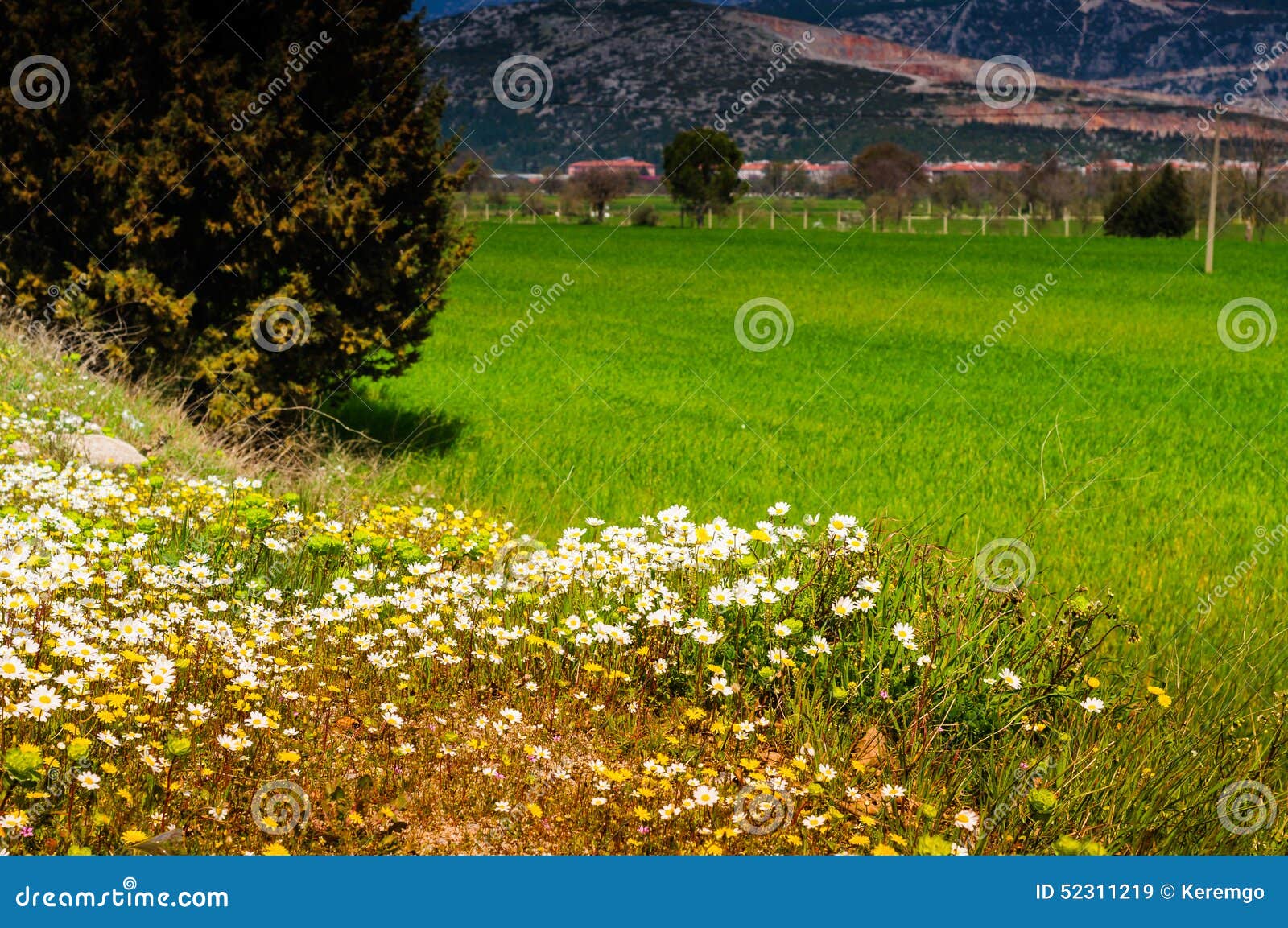 Daisy Field in a Day of Spring Stock Image - Image of place, landscapes ...