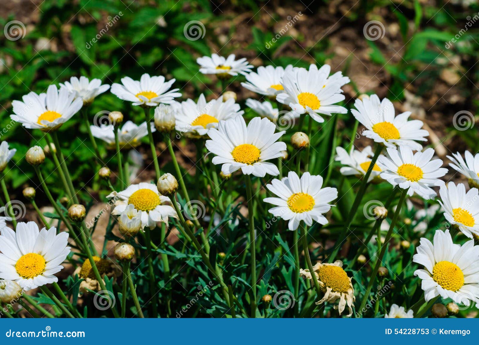 Daisy Field in a Day of Spring Stock Image - Image of white, nature ...