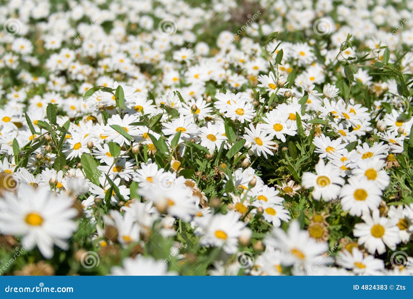 Daisy field in spring stock image. Image of landscape - 4824383