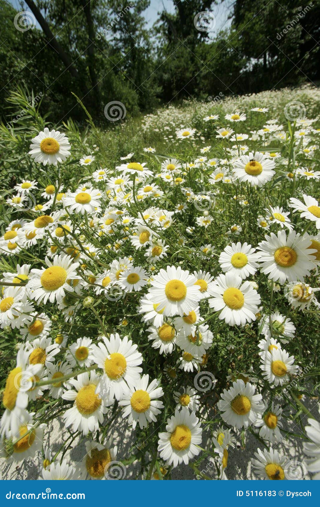 Daisy field in summer stock image. Image of smell, common - 5116183