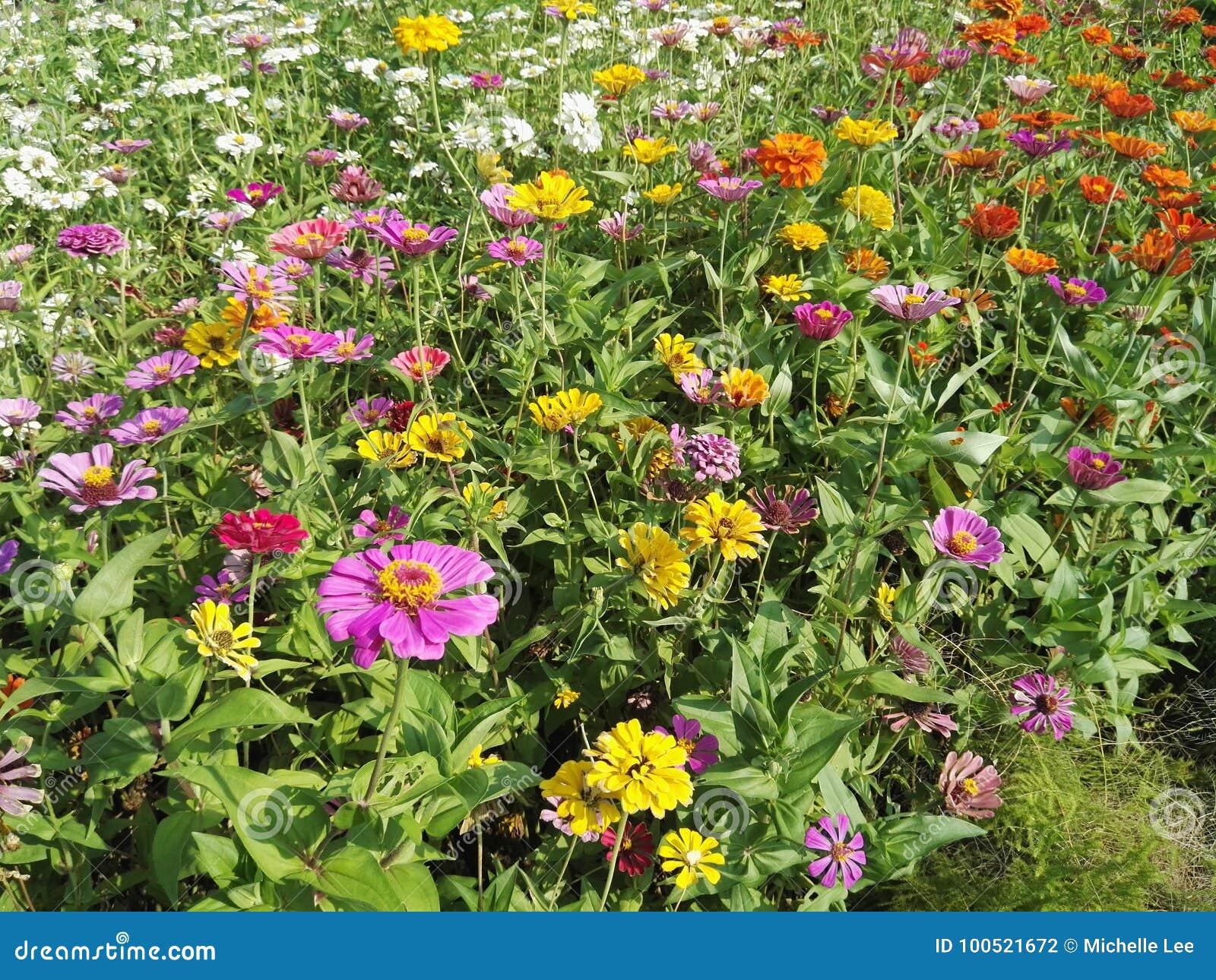 Colourful daisies stock photo. Image of field, plant - 100521672