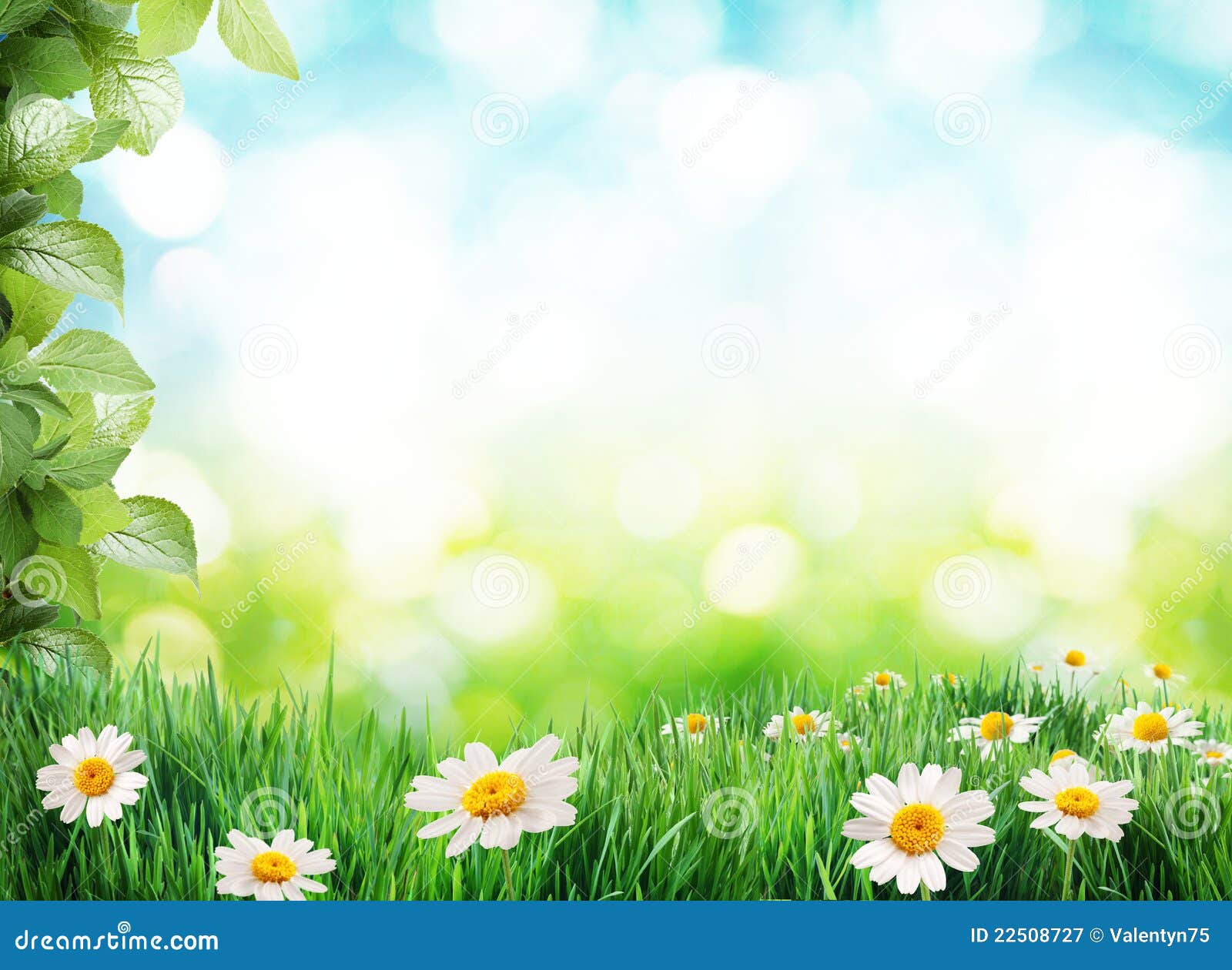 Daisy Field in the Sunny Summer Day. Stock Image - Image of flower ...