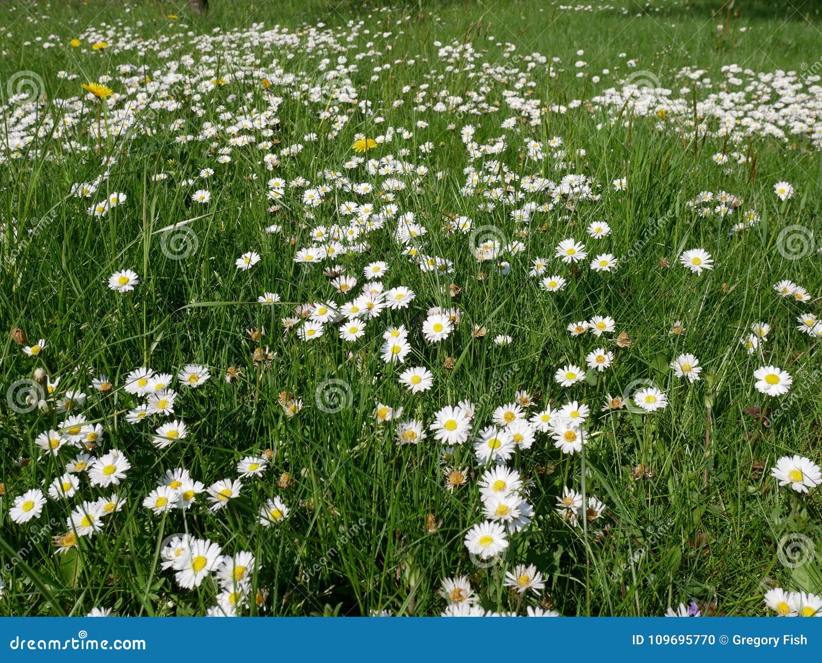 Daisy Field in the Sunny Summer Day Stock Photo - Image of spring ...