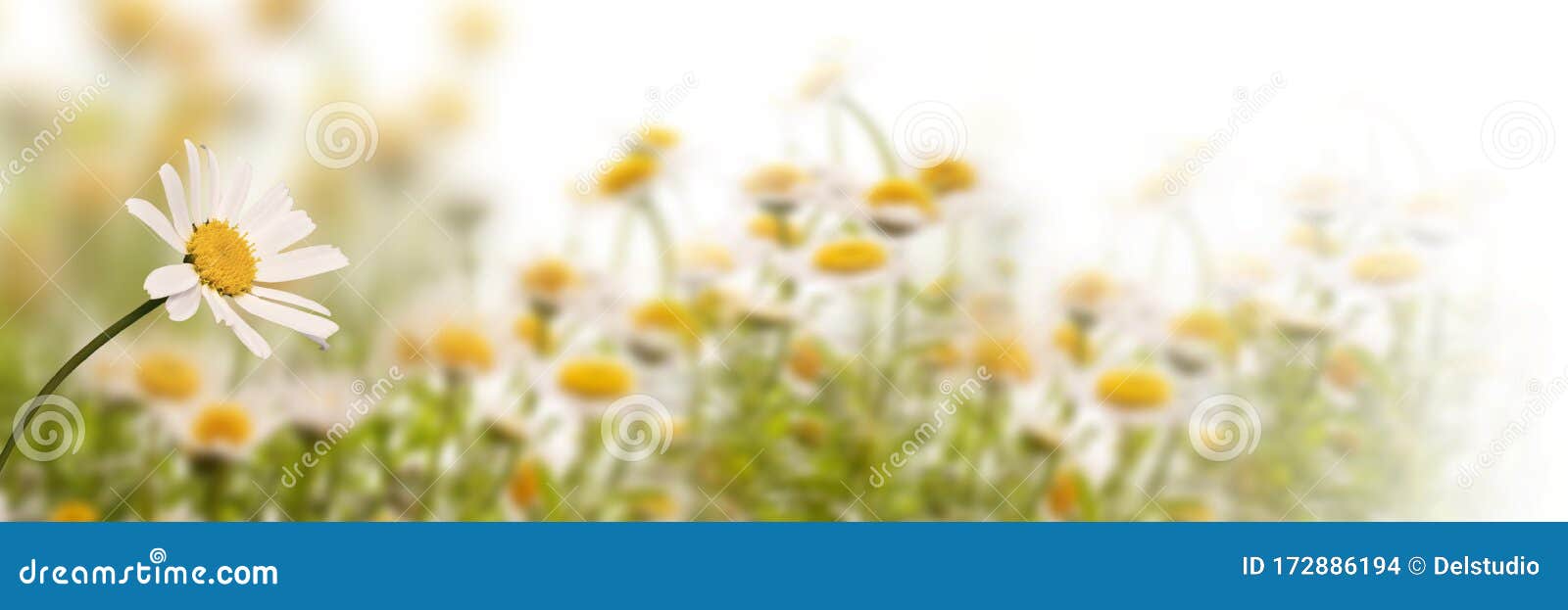 Daisy Field on White Background, Panoramic Web Banner Stock Photo ...