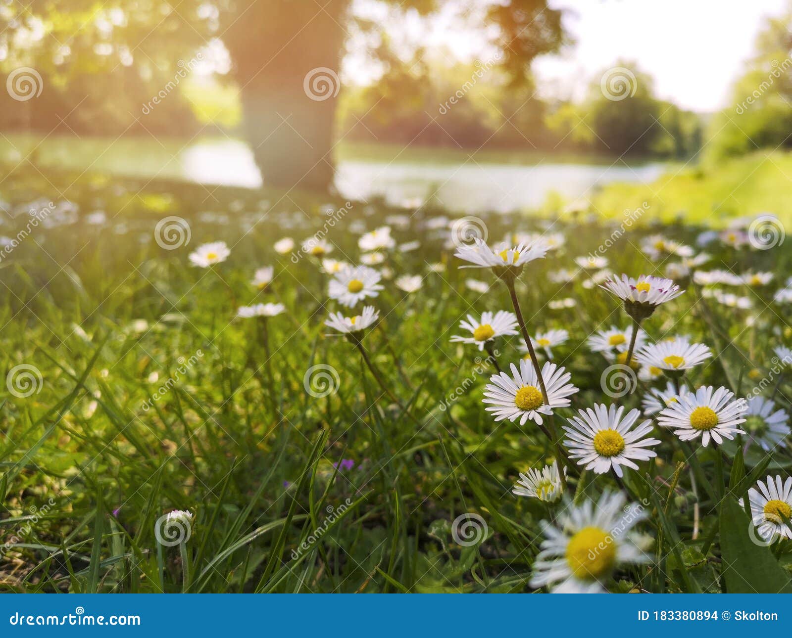 Daisy fields in spring stock photo. Image of blue, garden - 183380894