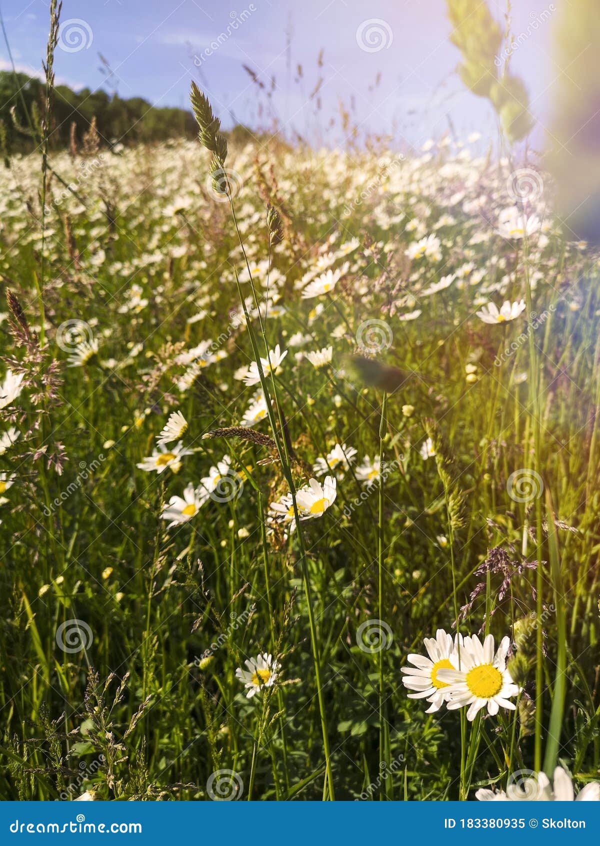 Daisy fields in spring stock image. Image of nature - 183380935