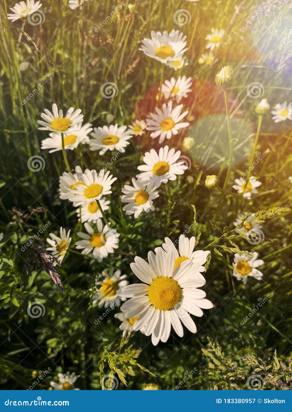 Daisy fields in spring stock image. Image of outdoor - 183380957
