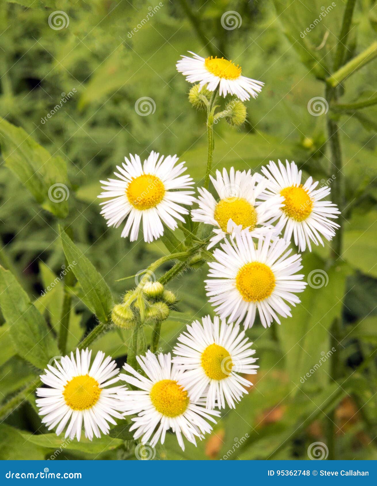 Daisy Fleabane, Erigeron Annuus Stockfoto - Bild von grün, gelb: 95362748