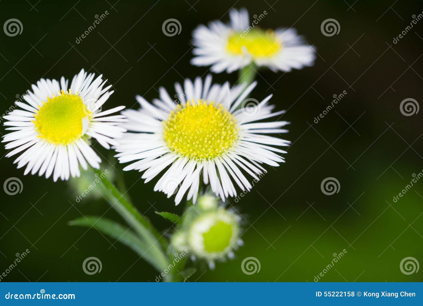 Daisy fleabane stock photo. Image of pers, wildflowers - 55222158