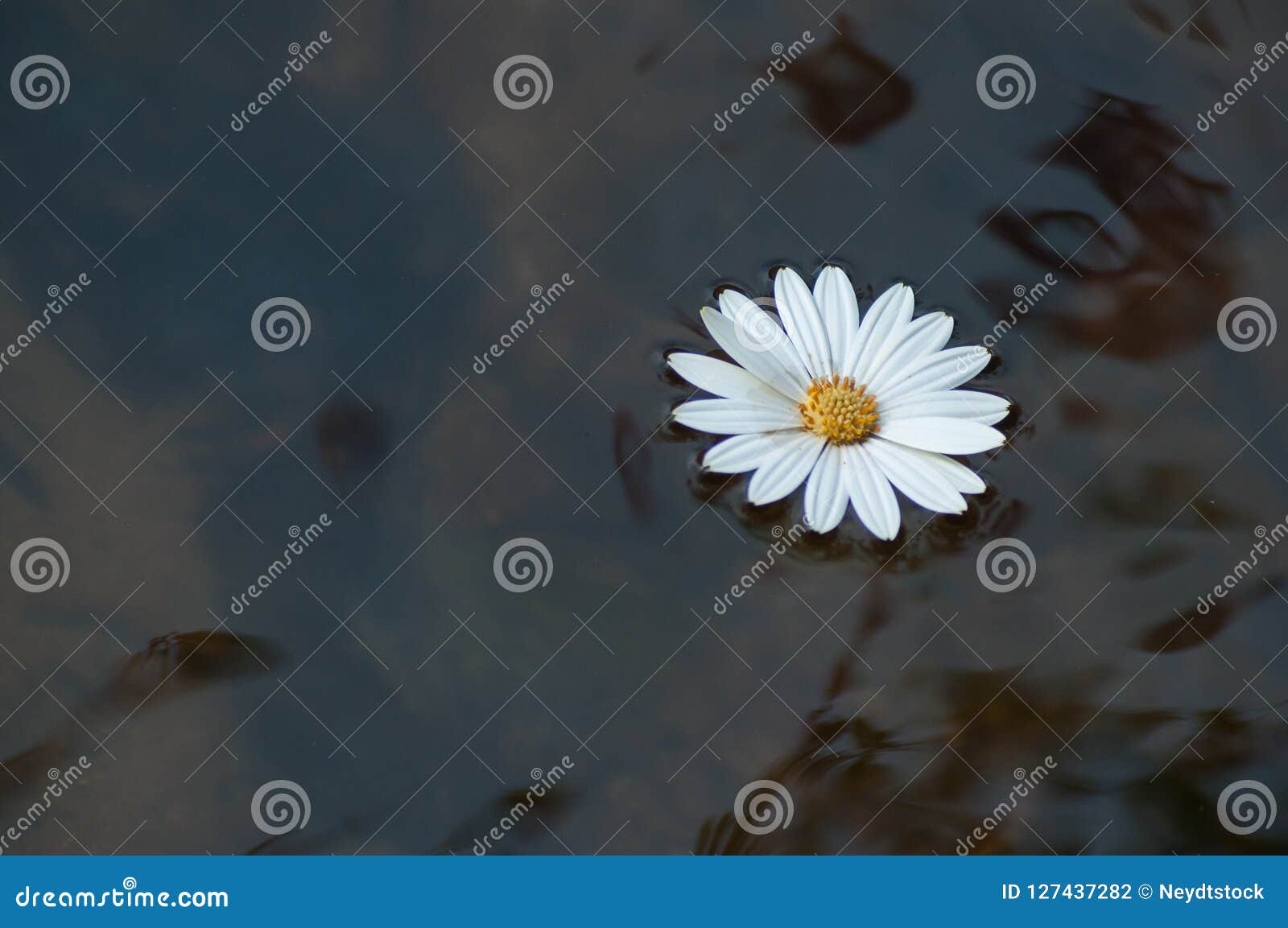 Daisy Floating in the Water Stock Photo - Image of blue, floral: 127437282
