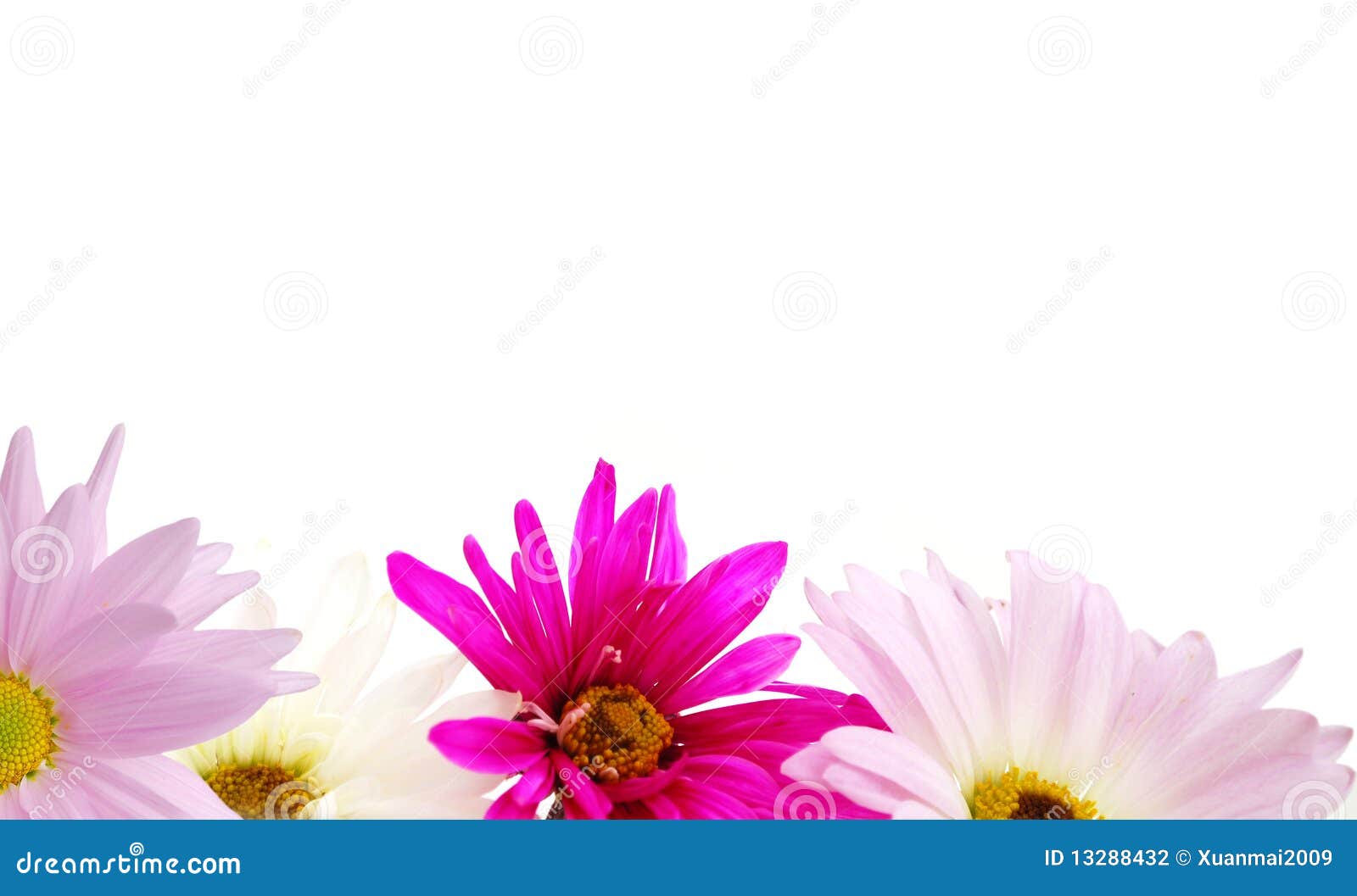 The daisy floral frame stock photo. Image of design, blossom - 13288432