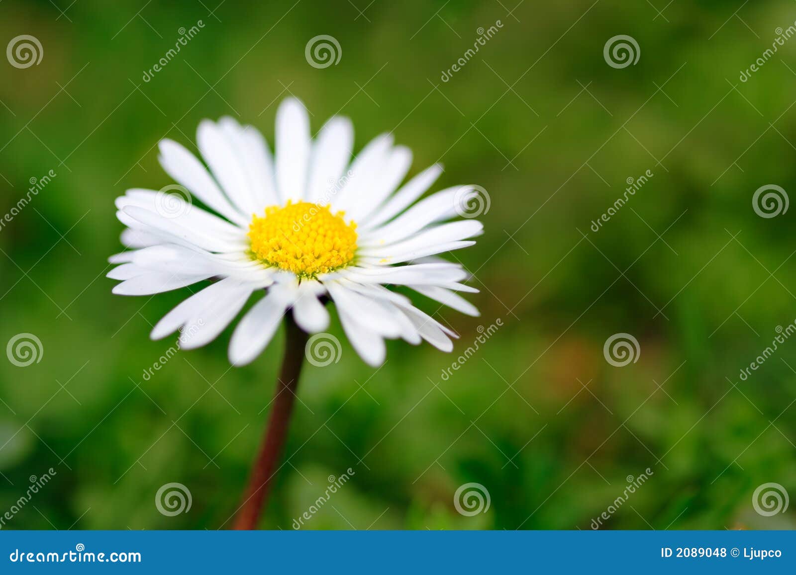 Daisy flower stock photo. Image of floral, color, natural - 2089048