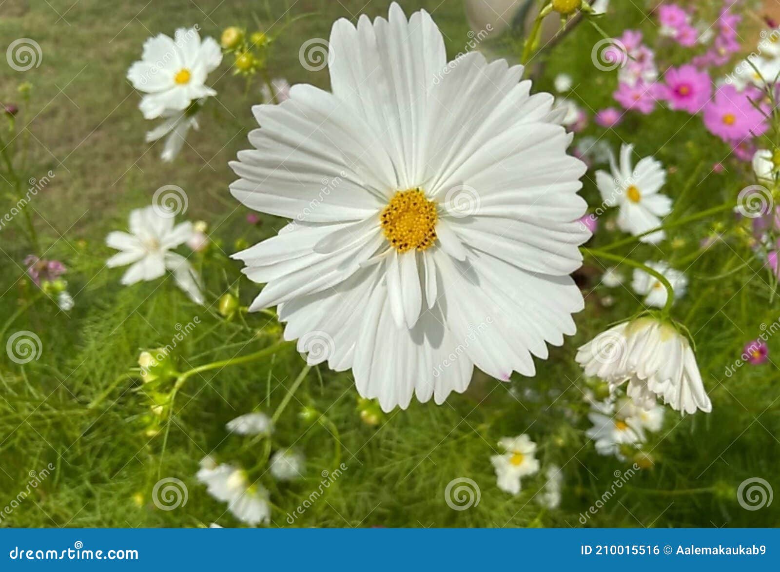 Daisy Flower ðŸŒ¼ stock photo. Image of surrounding - 210015516