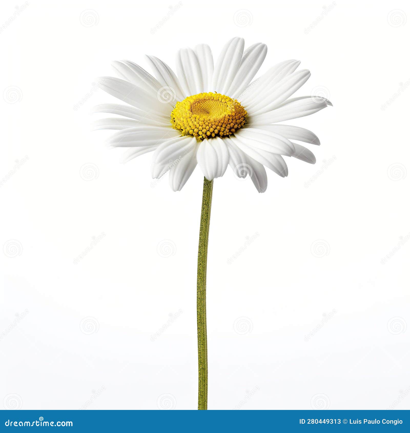 A daisy flower stock image. Illustration of summer, icon - 280449313