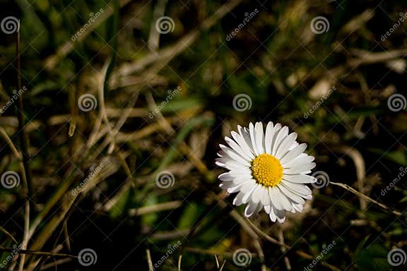 Daisy flower stock image. Image of grass, sepal, green - 4504463