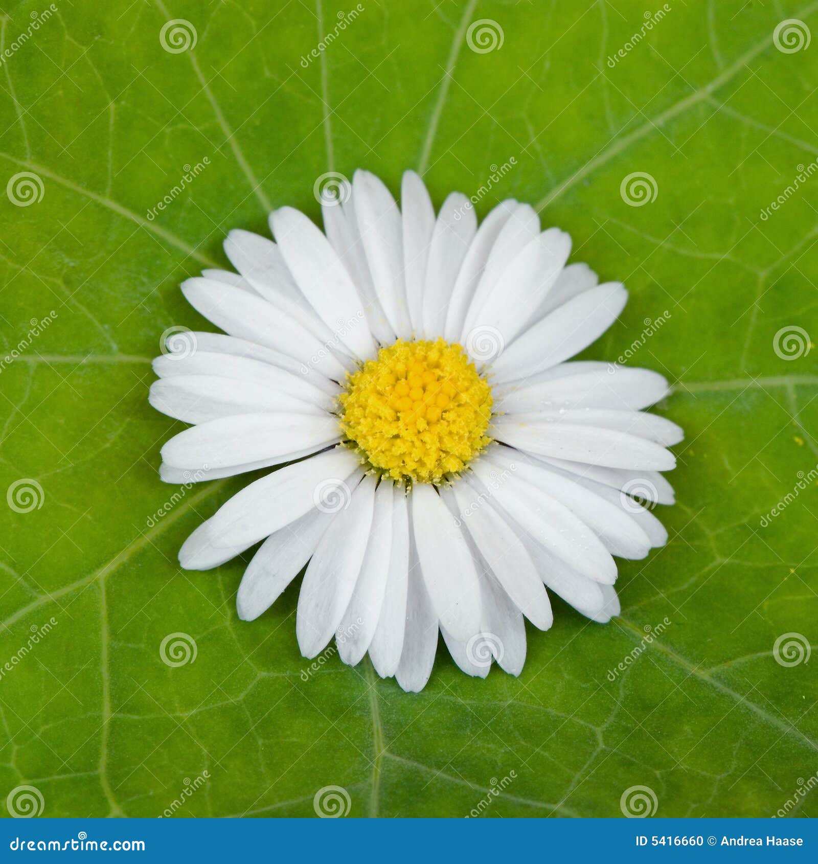 Daisy flower stock photo. Image of nature, floral, green - 5416660