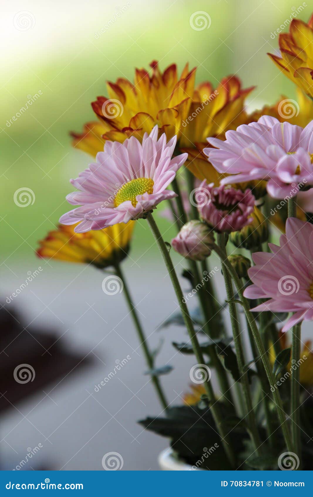 Daisy Flower imagen de archivo. Imagen de amarillo, vida - 70834781