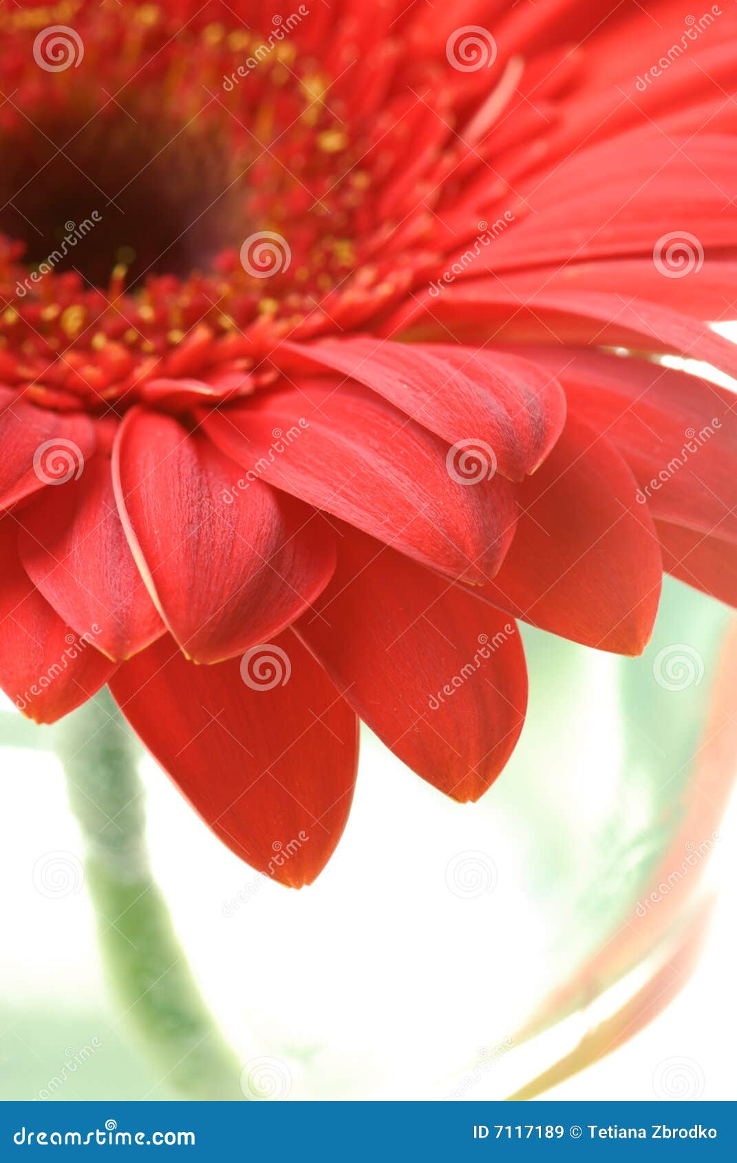 Daisy flower stock image. Image of floral, vase, close - 7117189
