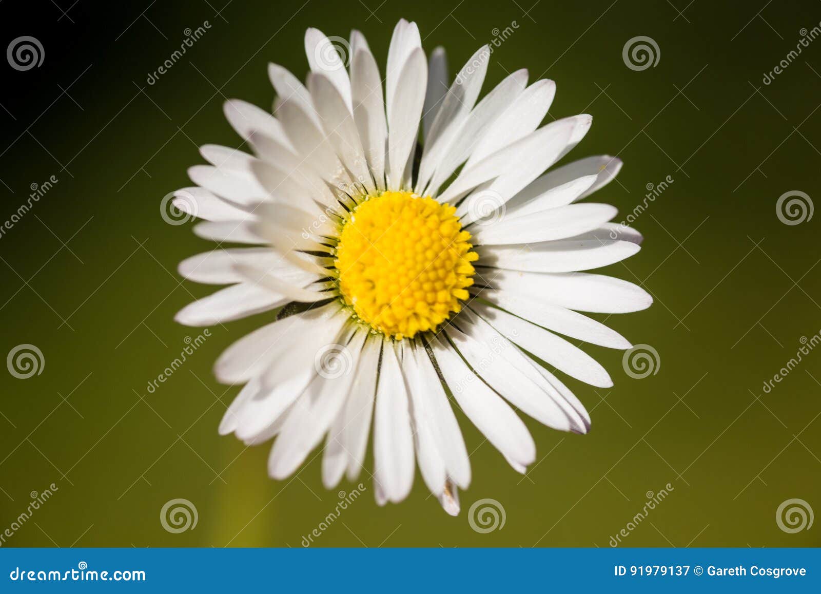 Daisy Flower imagen de archivo. Imagen de prado, florecimiento - 91979137