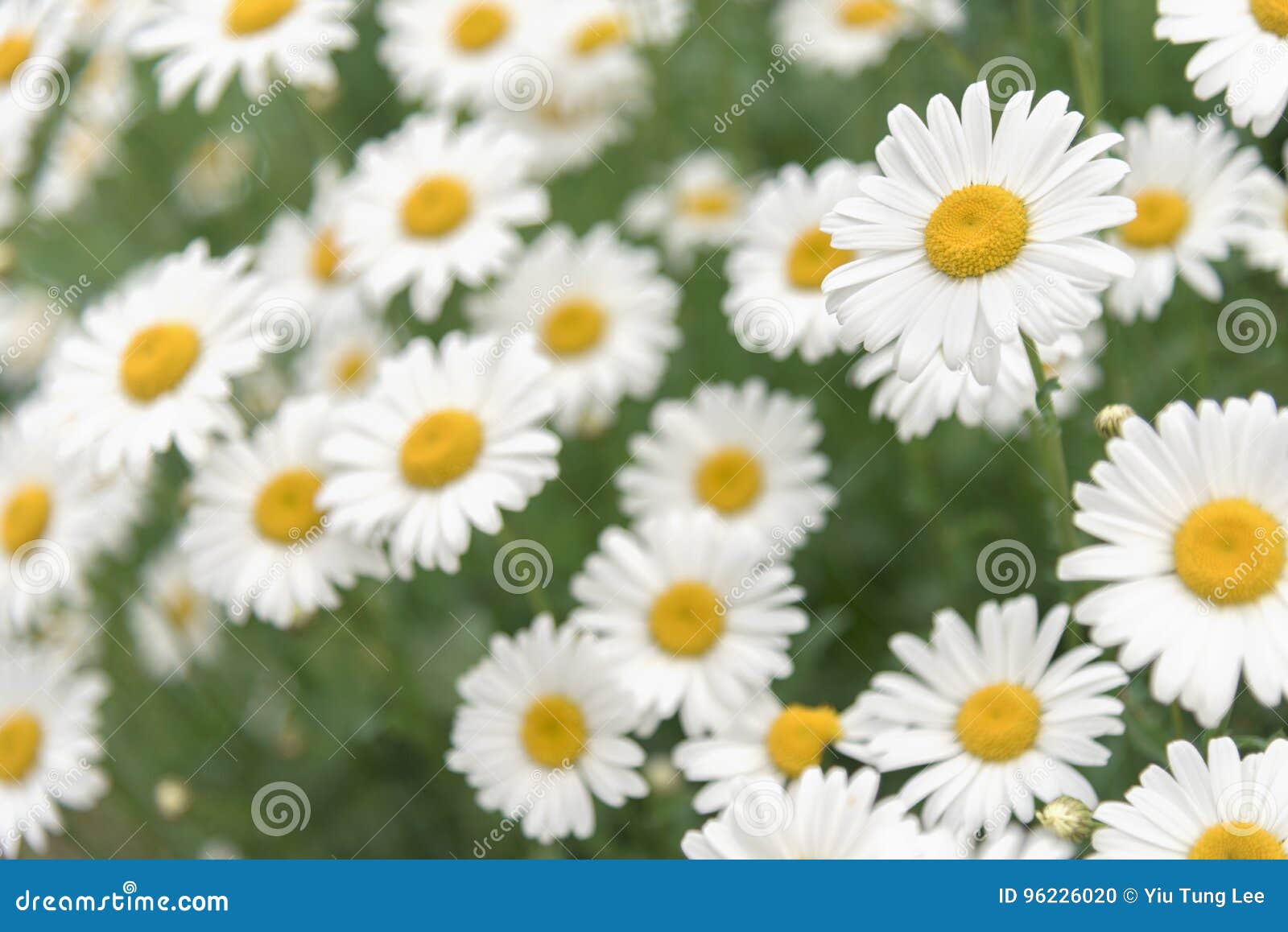 Daisy Flower foto de archivo. Imagen de frescura, verano - 96226020