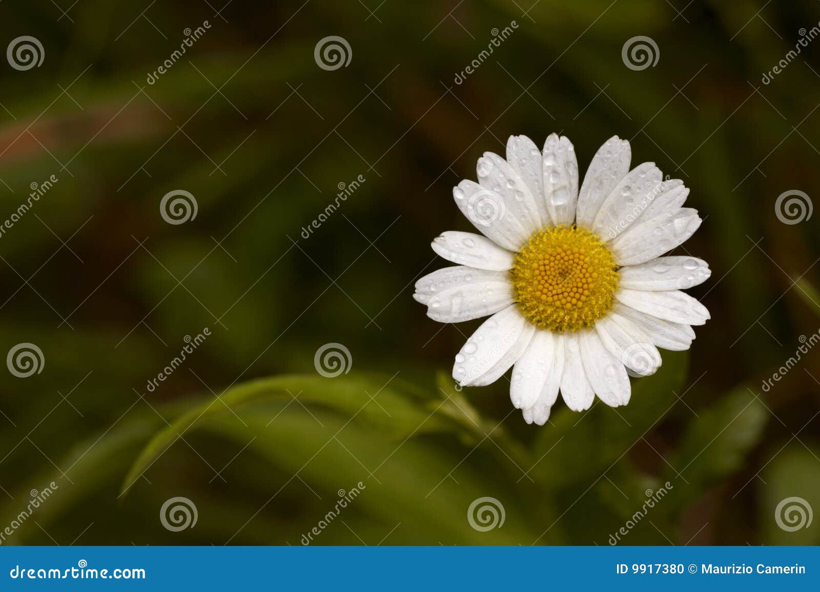Daisy Flower stock photo. Image of fresh, beautyful, detailed - 9917380