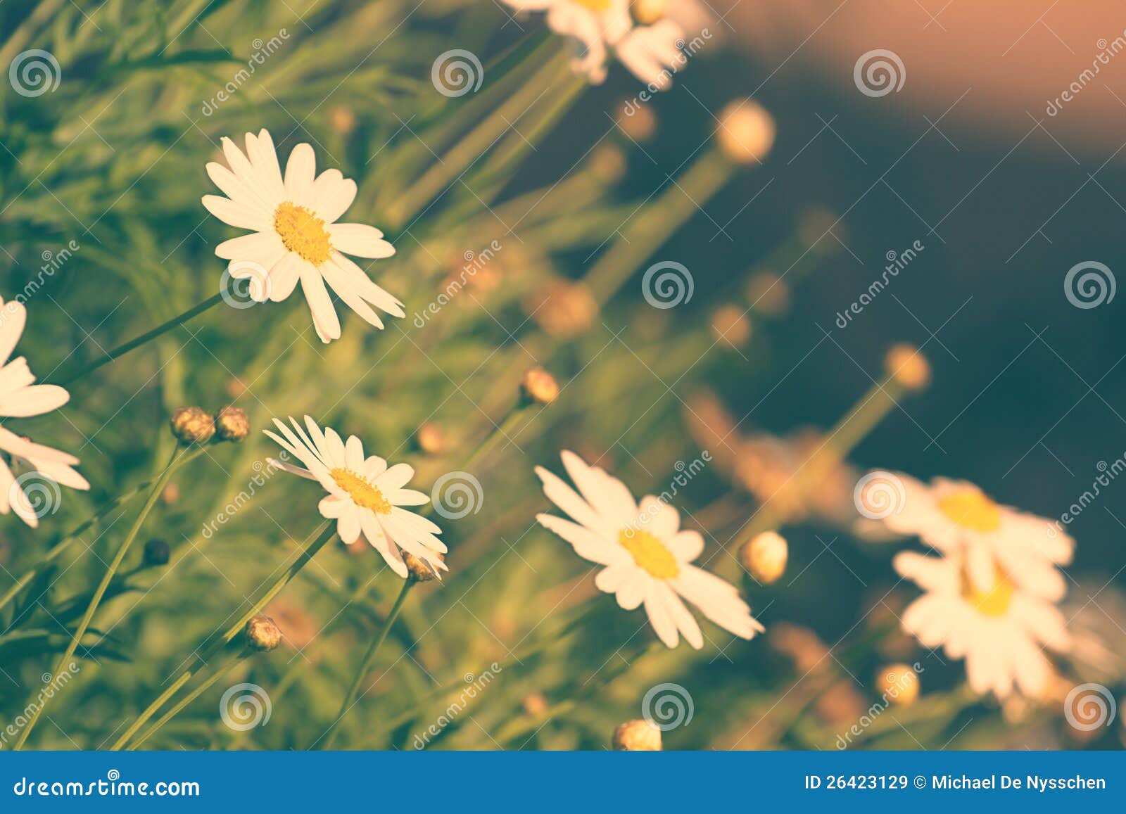 Daisy Flower Abstract Background Stock Image - Image of flowering ...